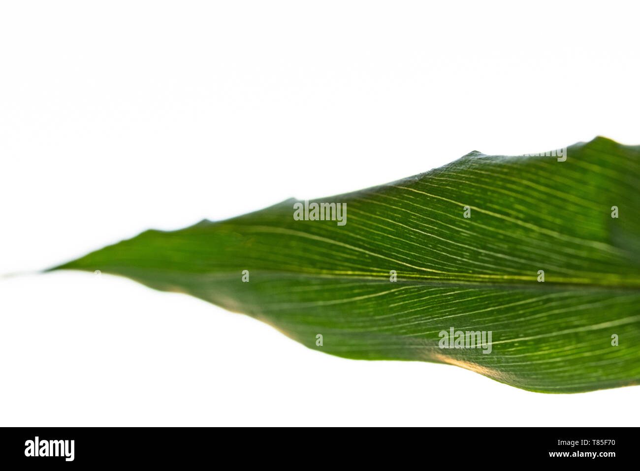 Leaf in macro scale in transmitted light. Visible vessels and veins ...