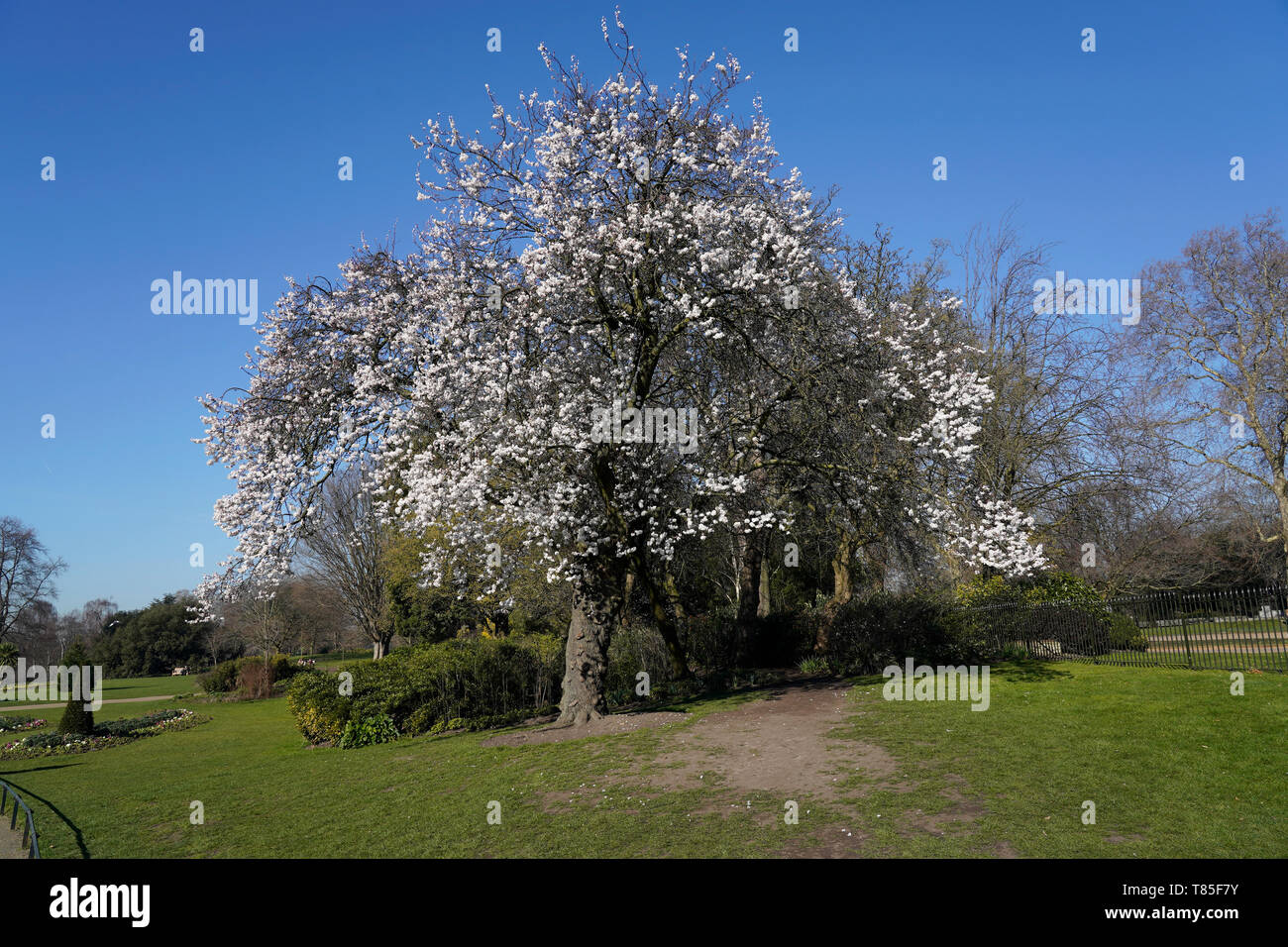 Spring blossoming tree Stock Photo - Alamy