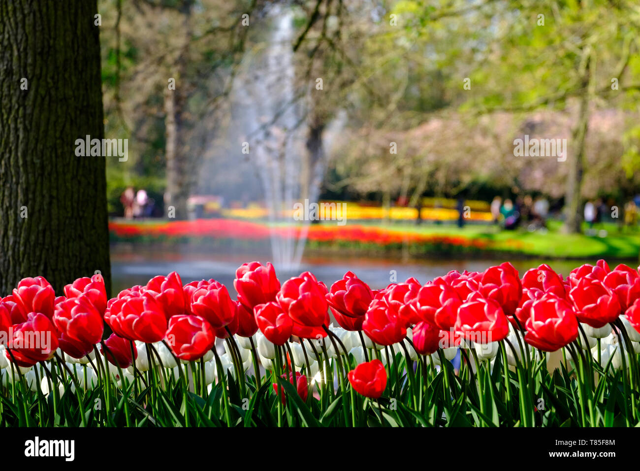 Dynamic tulip display hi-res stock photography and images - Alamy