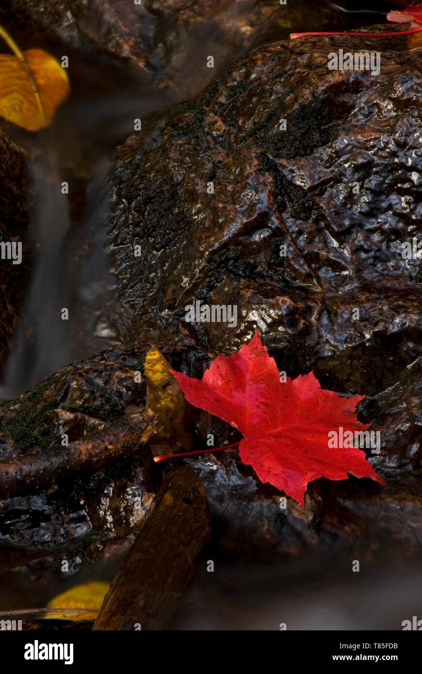 Red Maple Leaf in Water Fall Stock Photo - Alamy