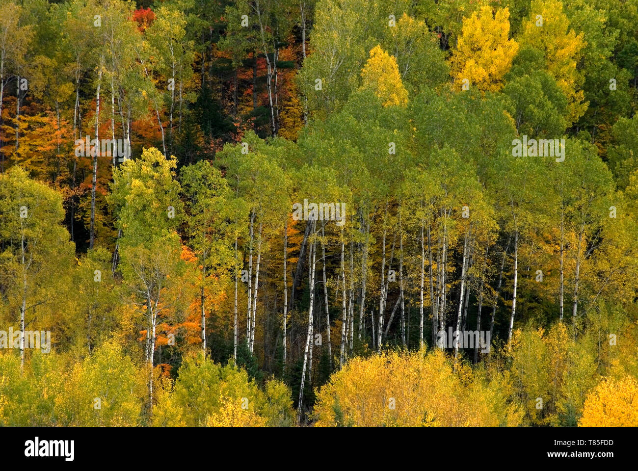 Beautiful Canadian Forest with Birch Trees in the Fall Stock Photo - Alamy