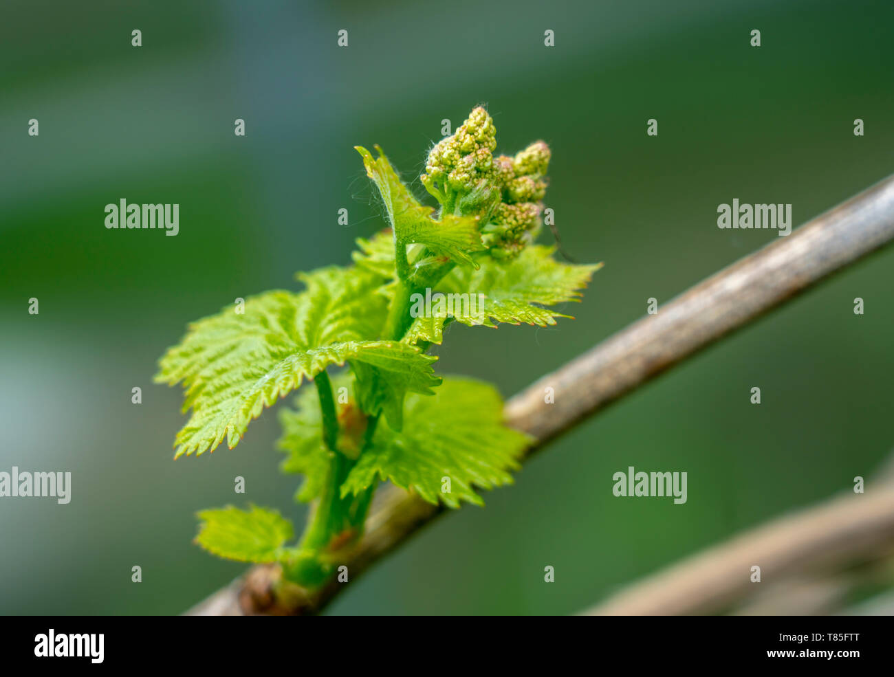Young shoot of grapes from the beginnings of the inflorescences close ...
