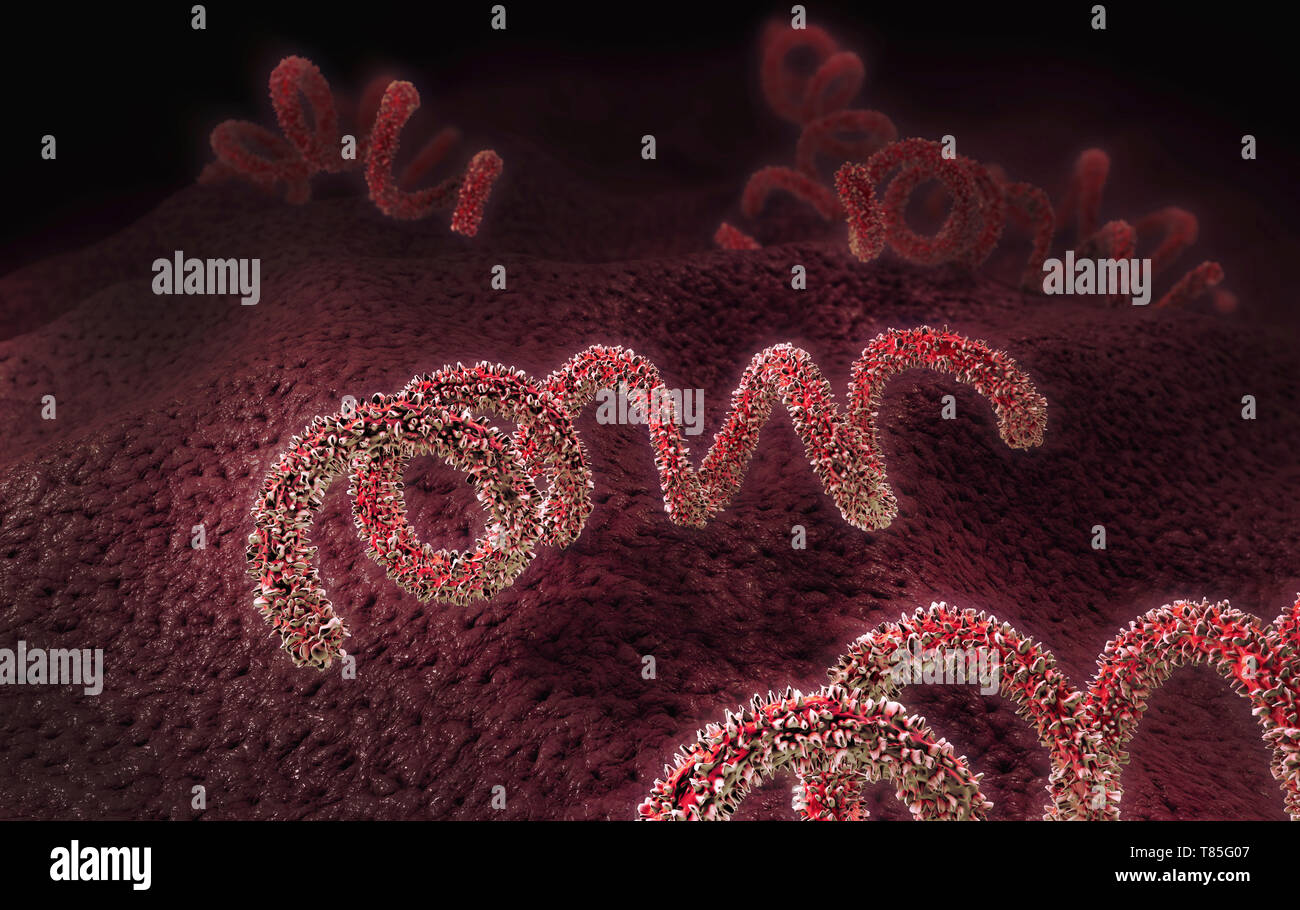 Syphilis bacteria, illustration Stock Photo - Alamy