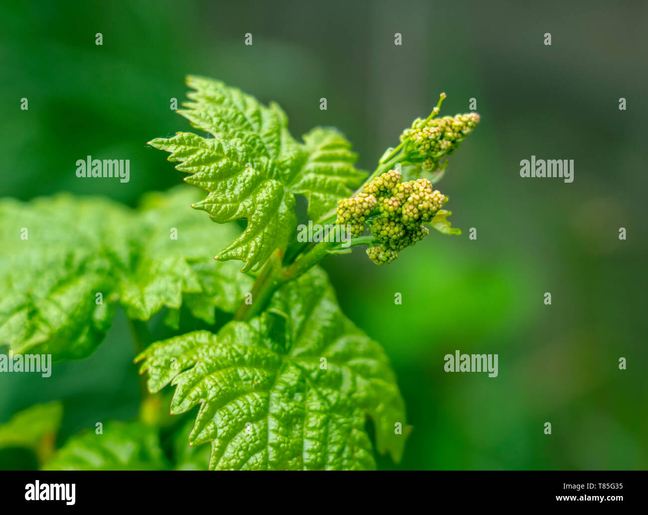 Young shoot of grapes from the beginnings of the inflorescences close ...