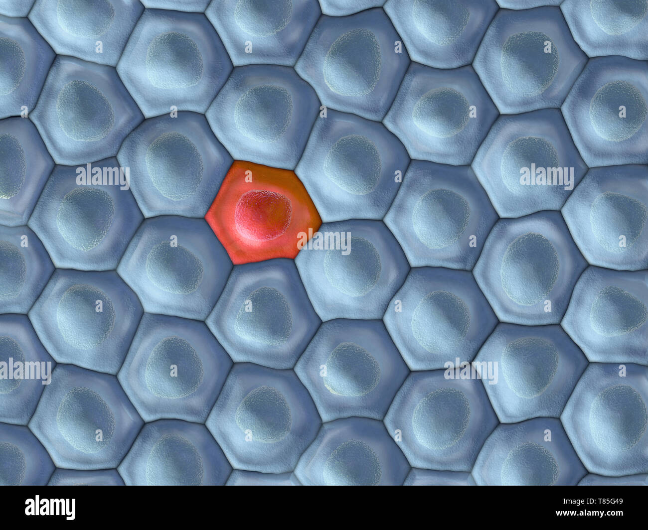 Human skin cells artwork hi-res stock photography and images - Alamy