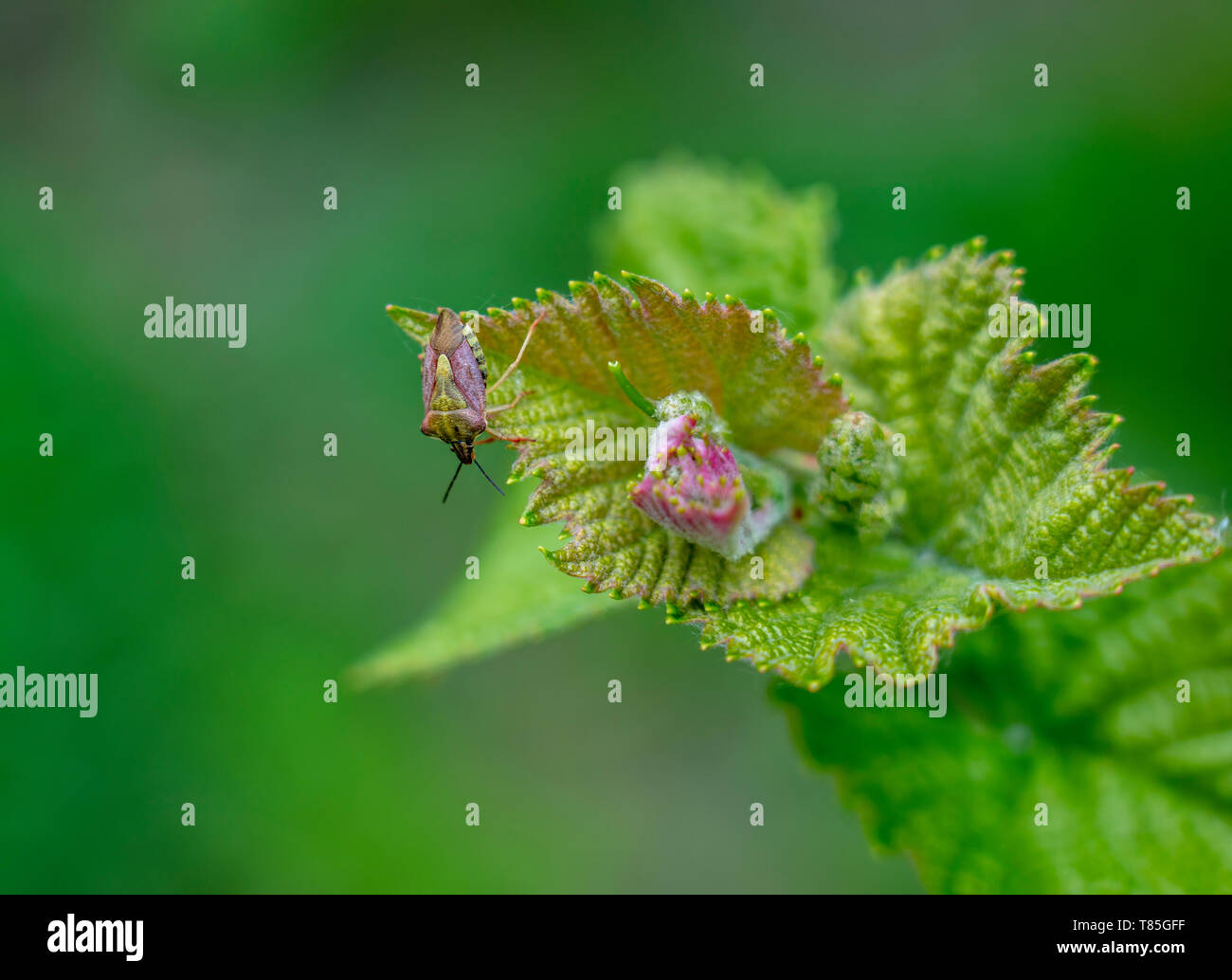 Beautiful grape bug on a young vine shoot close-up on a blurred green ...