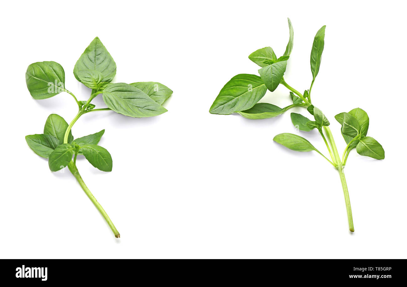 Fresh basil on white background Stock Photo - Alamy