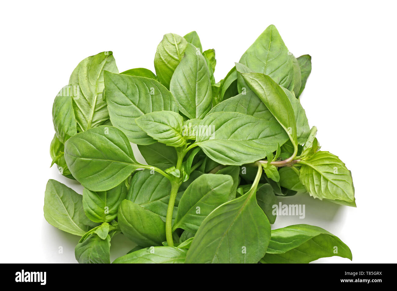 Fresh basil on white background, closeup Stock Photo - Alamy