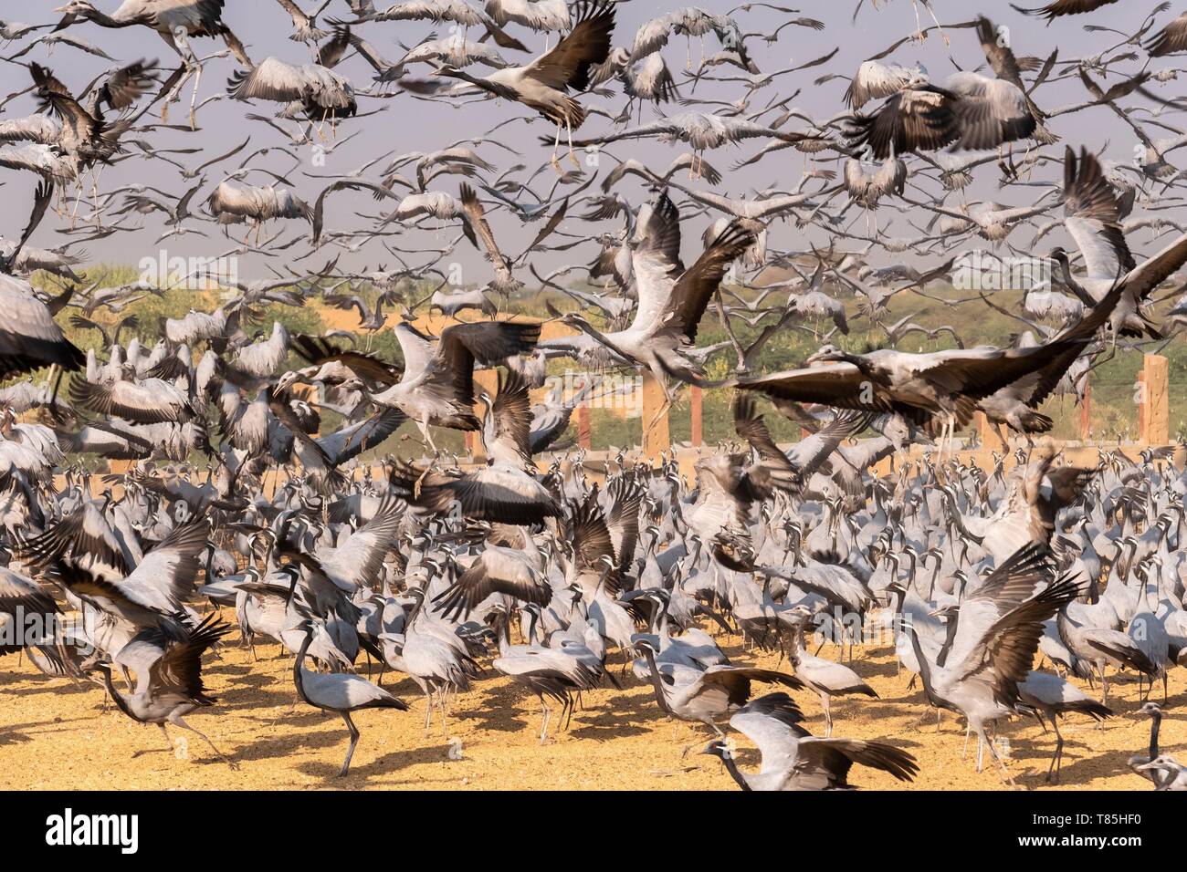 Animal migration india hi-res stock photography and images - Alamy
