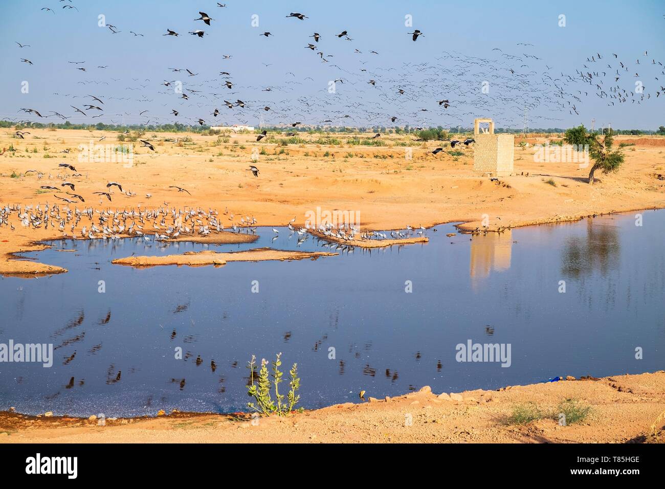 India, Rajasthan, Khichan, village on the edge of Thar desert and ...