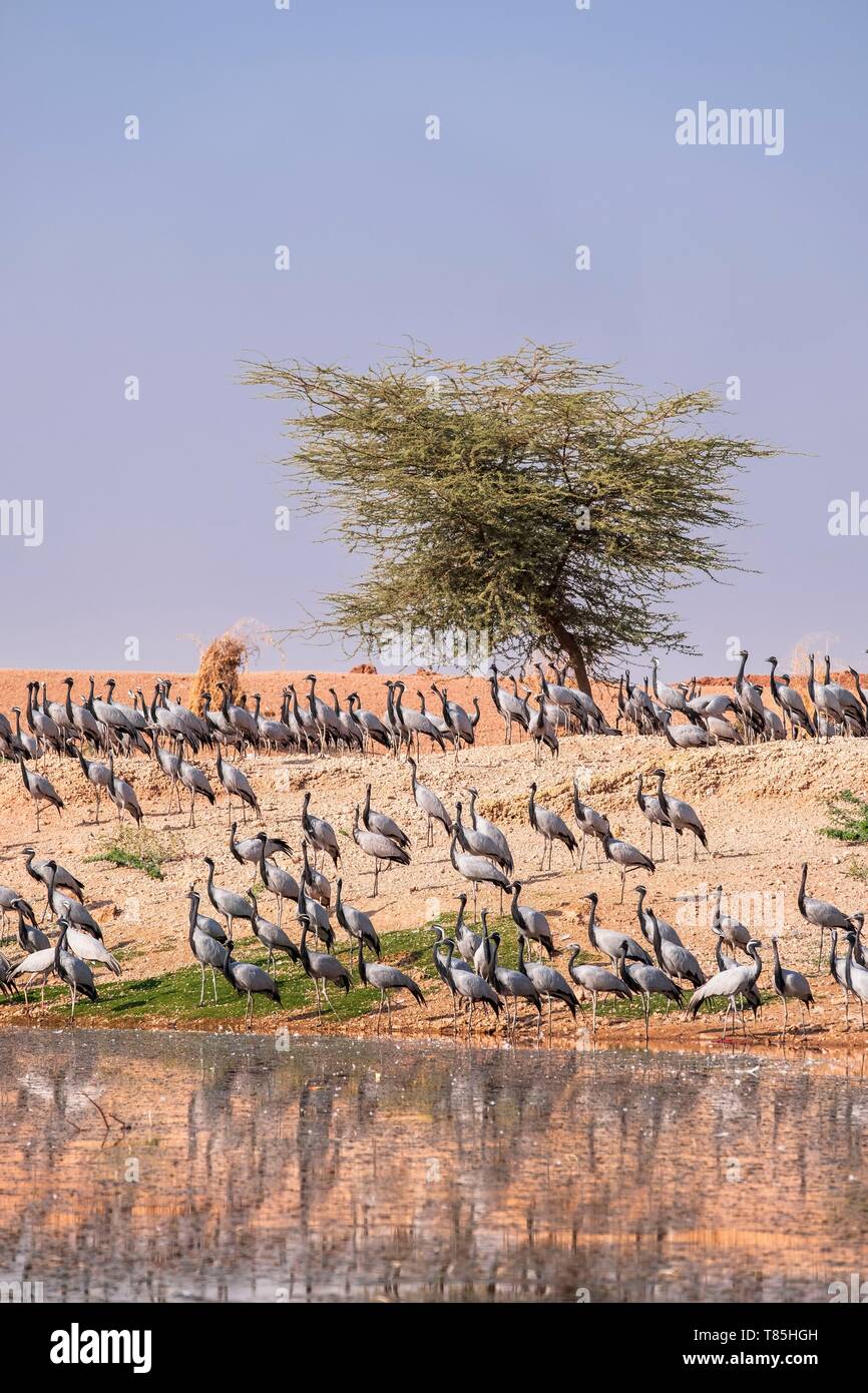 India, Rajasthan, Khichan, village on the edge of Thar desert and ...
