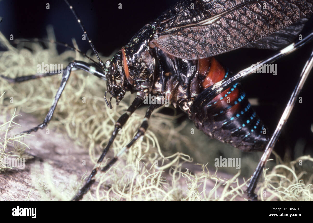 MOUNTAIN GRASSHOPPER OR KATYDID (ACRIPEZA RETICULATA). WHEN DISTURBED ...