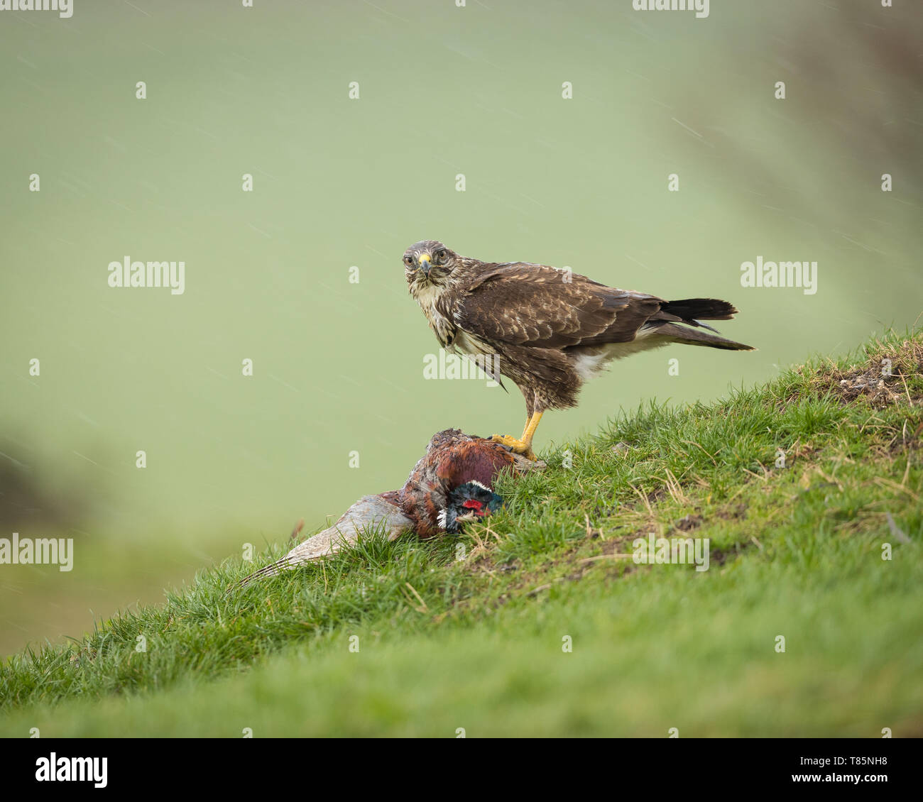 Buzzard with it's prey in the rain on a hill top Stock Photo - Alamy