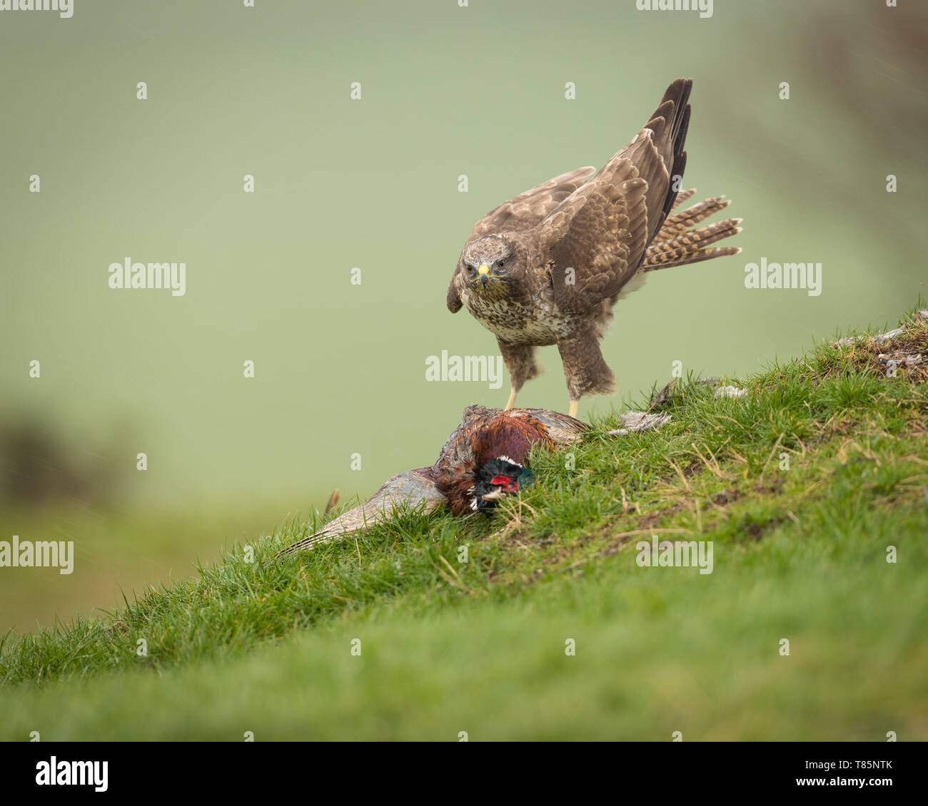 Buzzard with its prey in the rain Stock Photo - Alamy