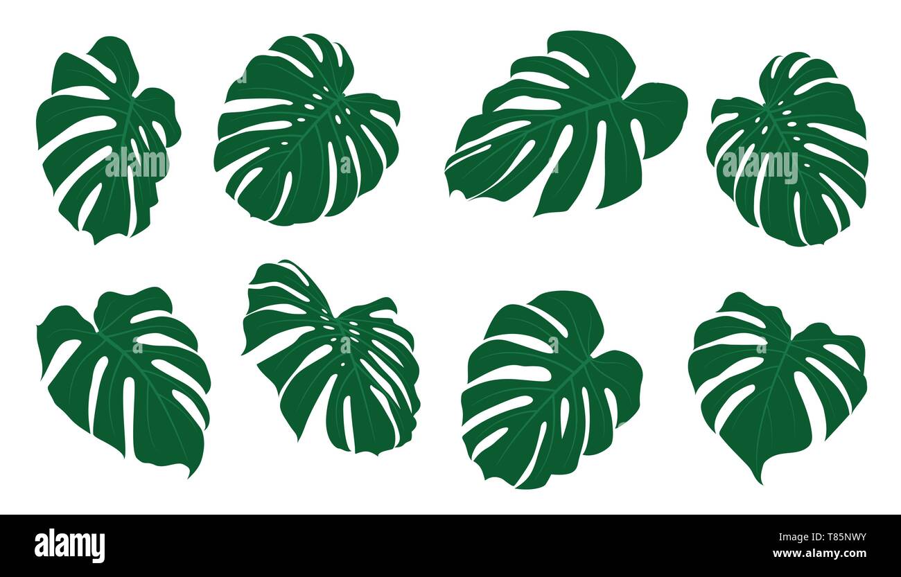 Set of tropical monstera leaves. Vector illustration. Exotic leaves isolated Stock Vector Image ...