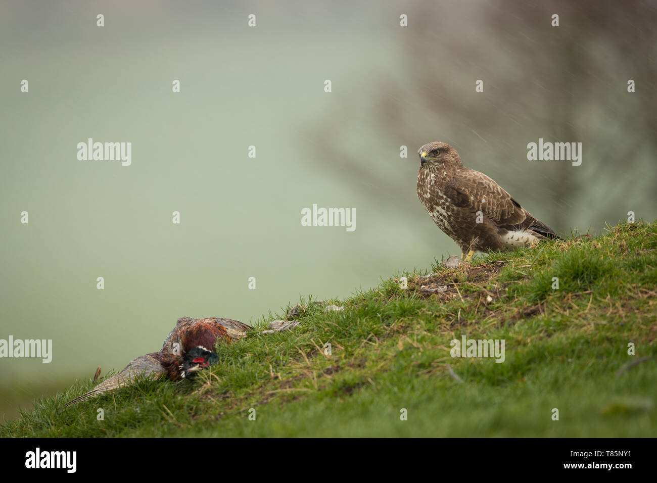 Buzzard with its prey in the rain Stock Photo - Alamy