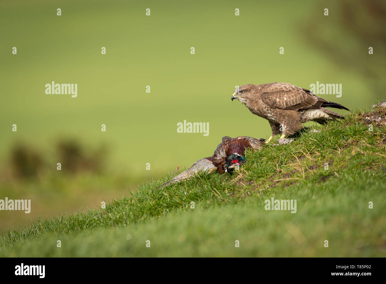Buzzard on a grass covered hill top with a pheasant Stock Photo - Alamy
