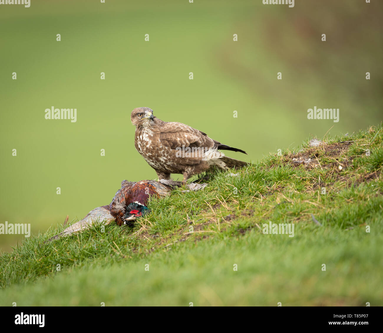 Pheasant claws hi-res stock photography and images - Alamy