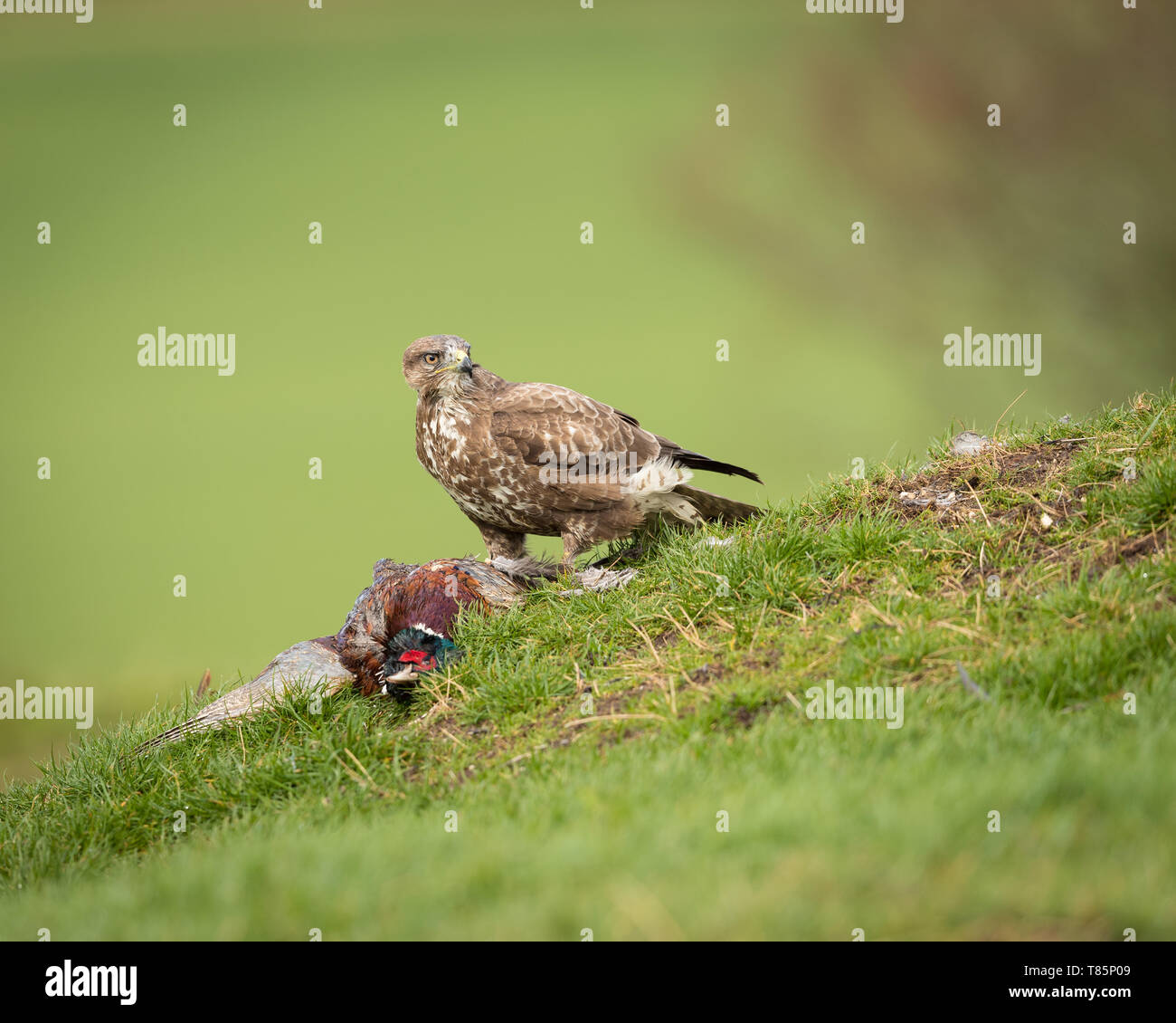 Buzzard on a grass covered hill top with a pheasant Stock Photo - Alamy
