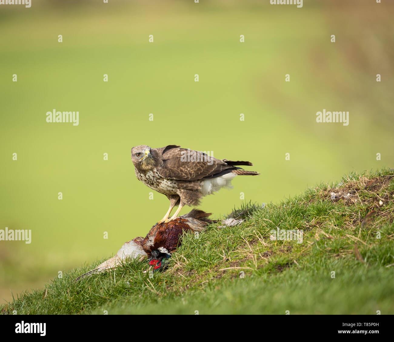 Pheasant claws hi-res stock photography and images - Alamy