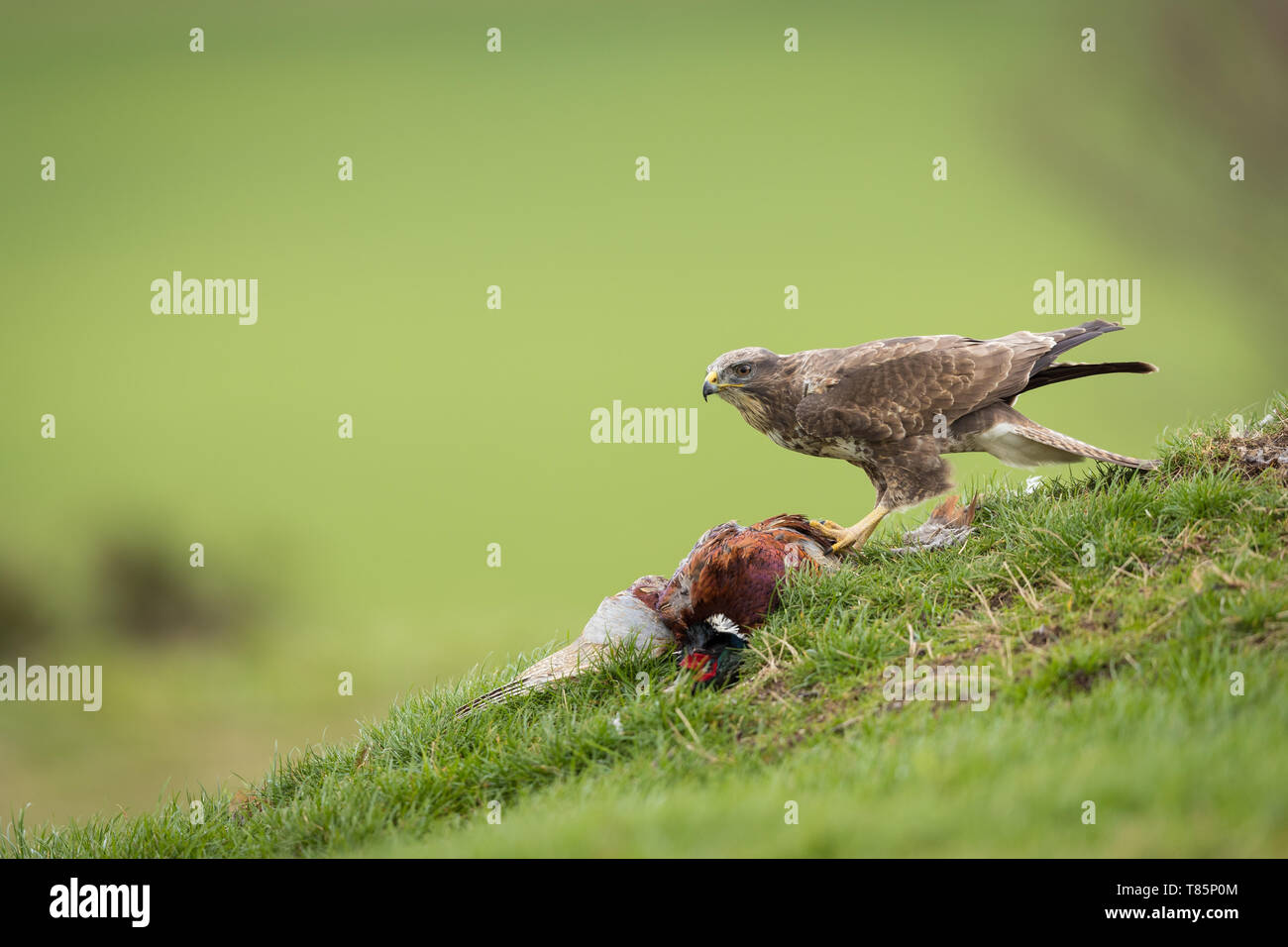 Buzzard on a grass covered hill top with a pheasant Stock Photo - Alamy