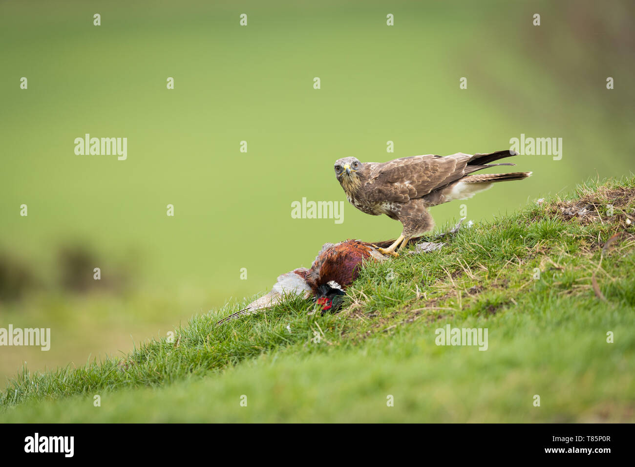 Pheasant claws hi-res stock photography and images - Alamy