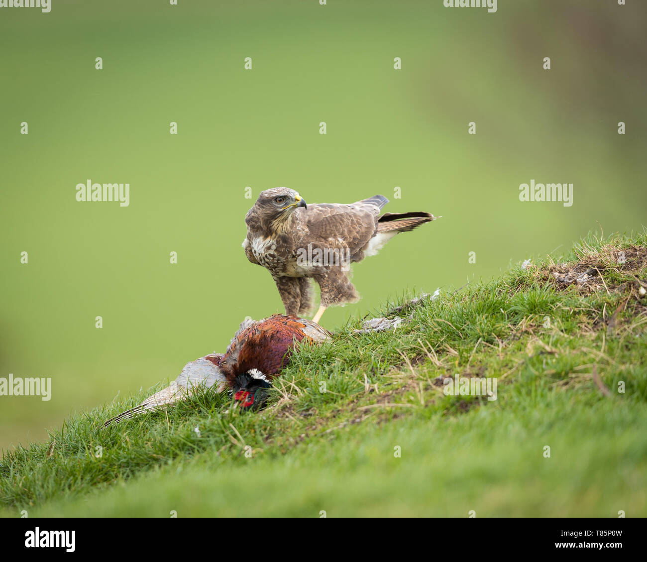 Pheasant claws hi-res stock photography and images - Alamy