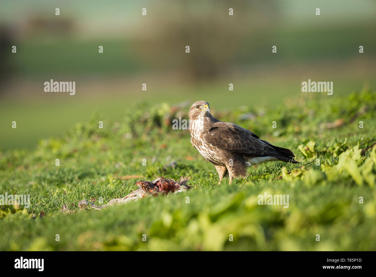 Buzzard on a grass covered hill top with a pheasant Stock Photo - Alamy