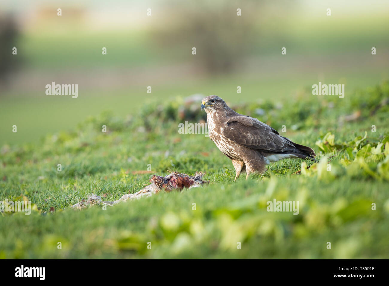 Buzzard on a grass covered hill top with a pheasant Stock Photo - Alamy