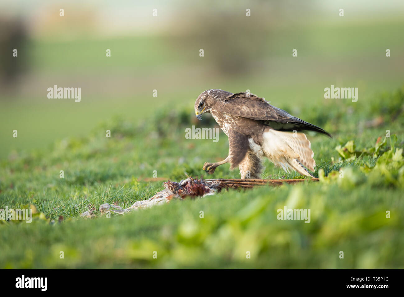 Buzzard picking at its food Stock Photo - Alamy