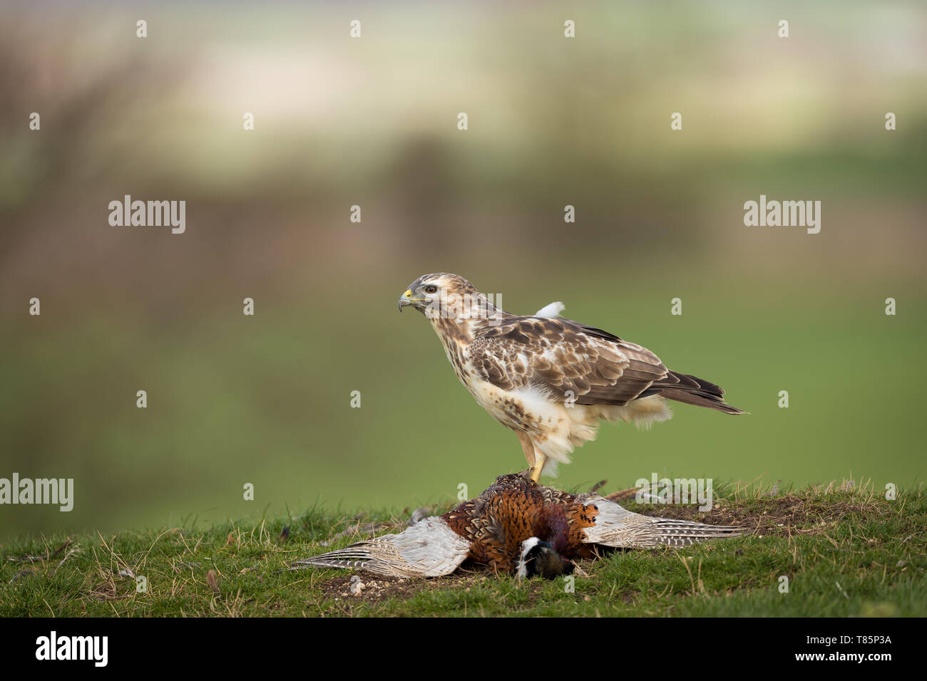 Pheasant claws hi-res stock photography and images - Alamy