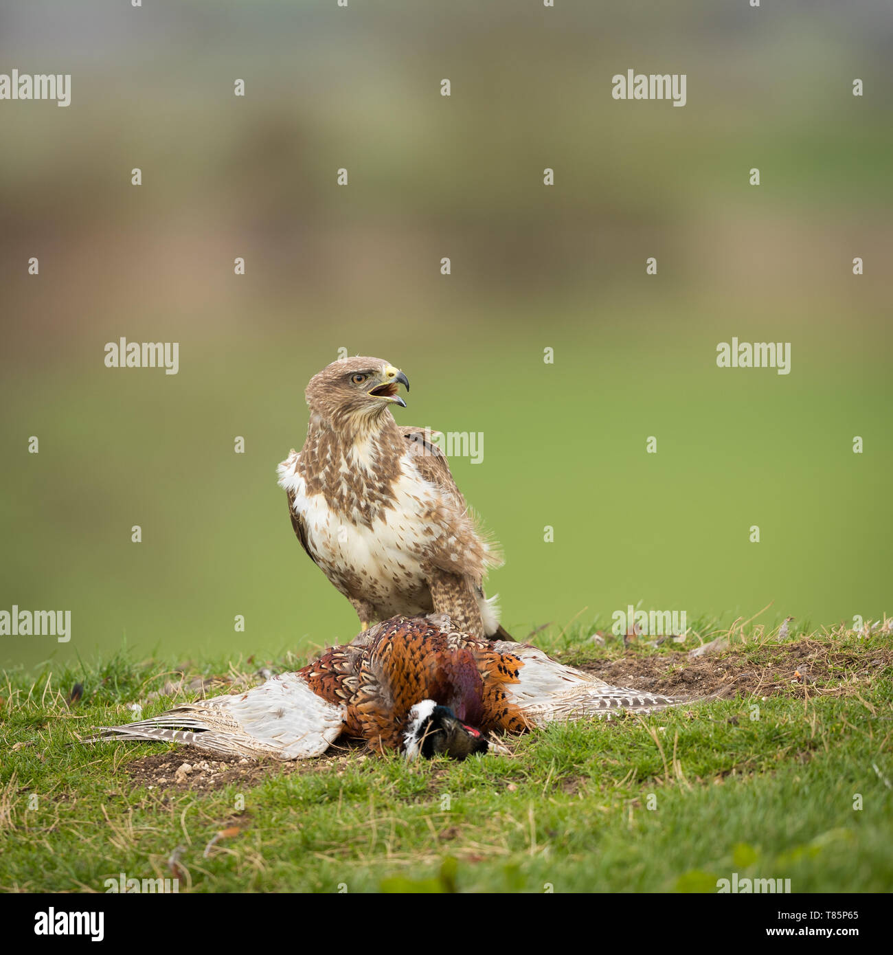 White Pheasant High Resolution Stock Photography and Images - Alamy