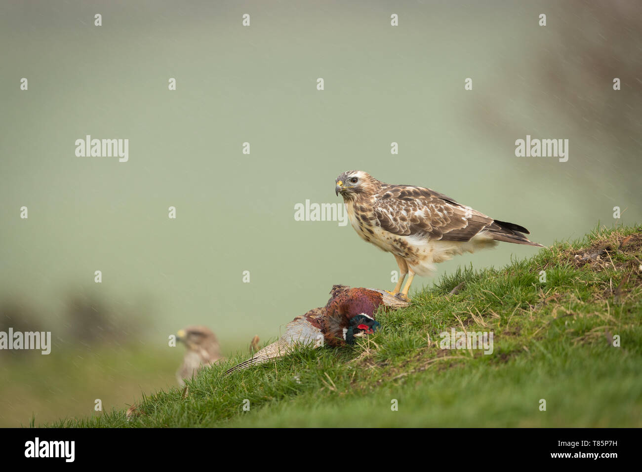 Buzzard on a grass covered hill top with a pheasant Stock Photo - Alamy