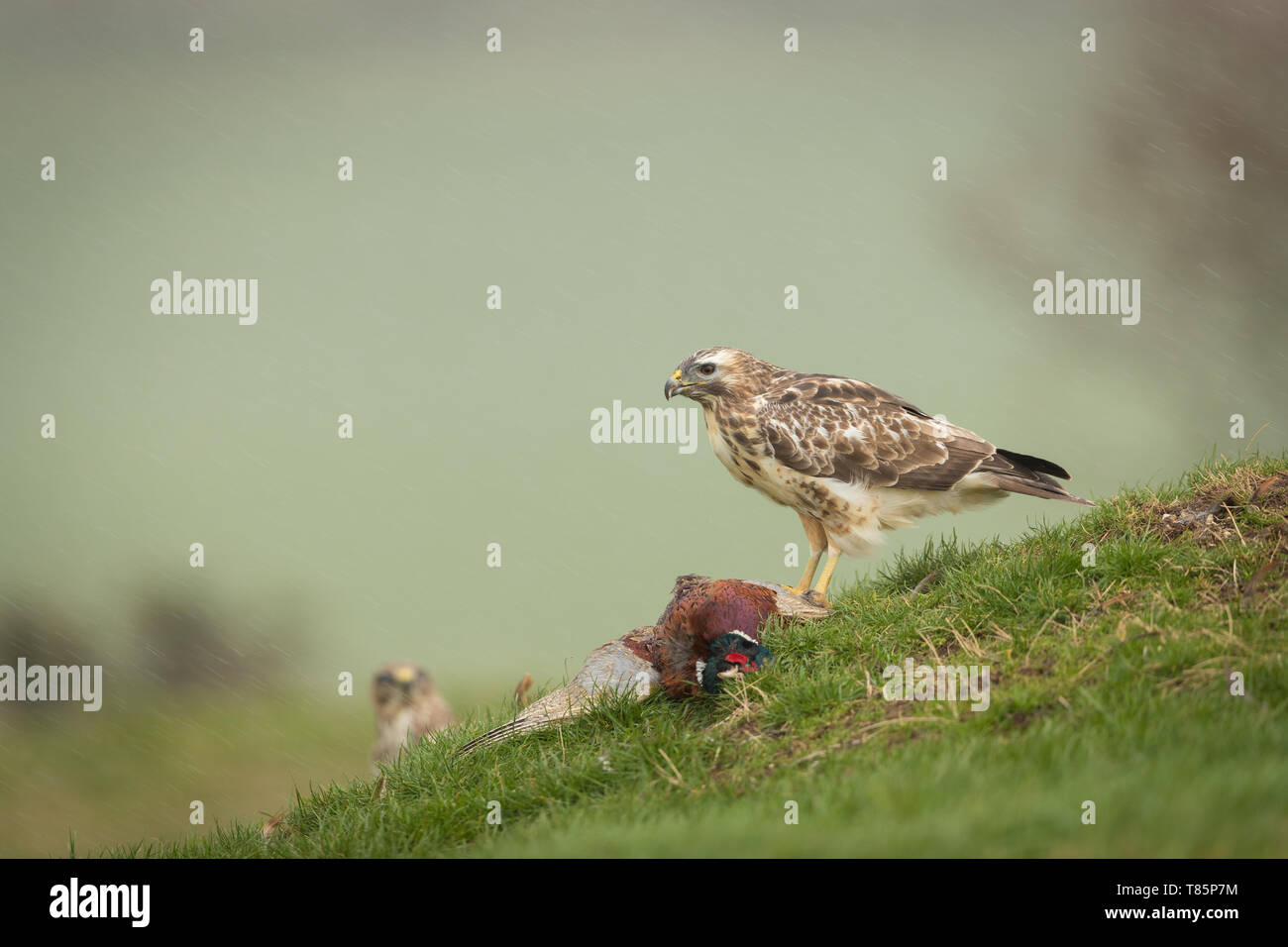 Pheasant claws hi-res stock photography and images - Alamy