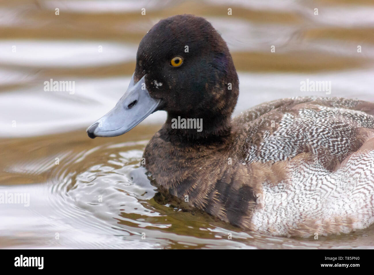 Non Breeding Male High Resolution Stock Photography and Images - Alamy