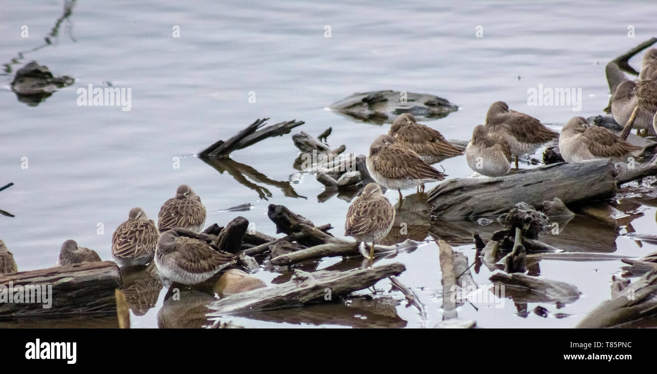 Birds with long bills hi-res stock photography and images - Alamy