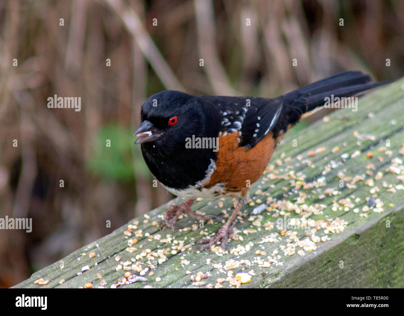 Beautiful spotted towhee bird in, British Columbia. Waiting for some ...