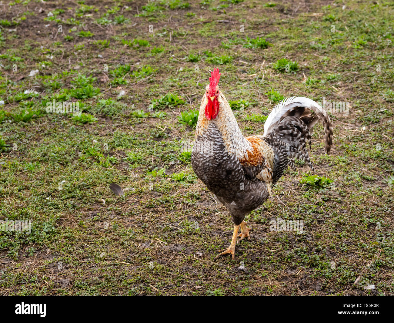 A beautiful colorful rooster in a garden, meadow, on a cloudy day in ...