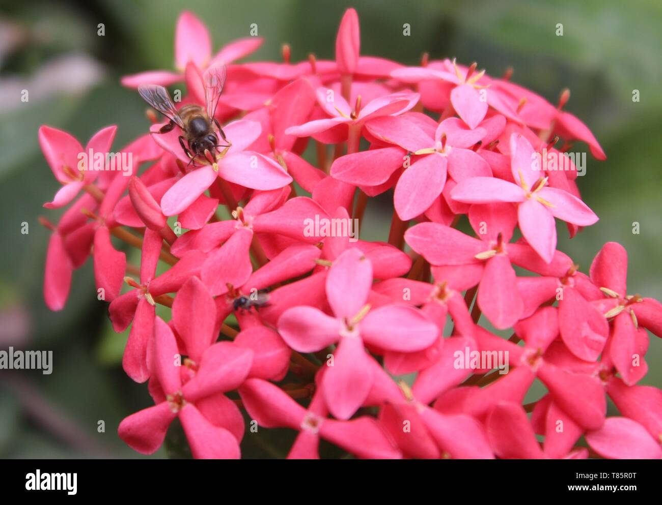 Honey bee sucking nectar from hi-res stock photography and images - Alamy