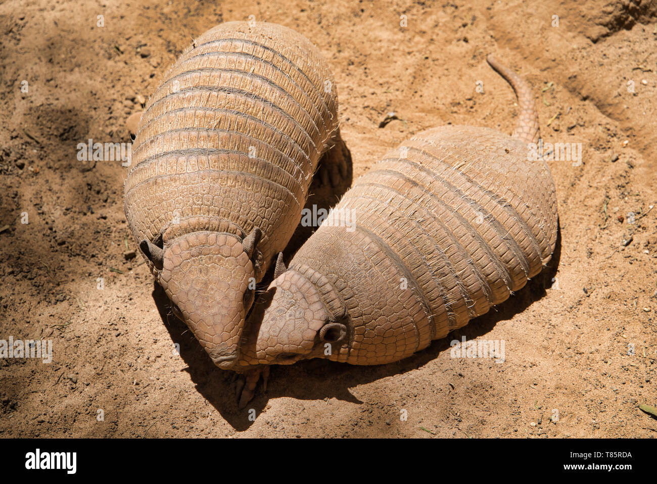 A couple of armadillo sitting close together on the ground having same ...