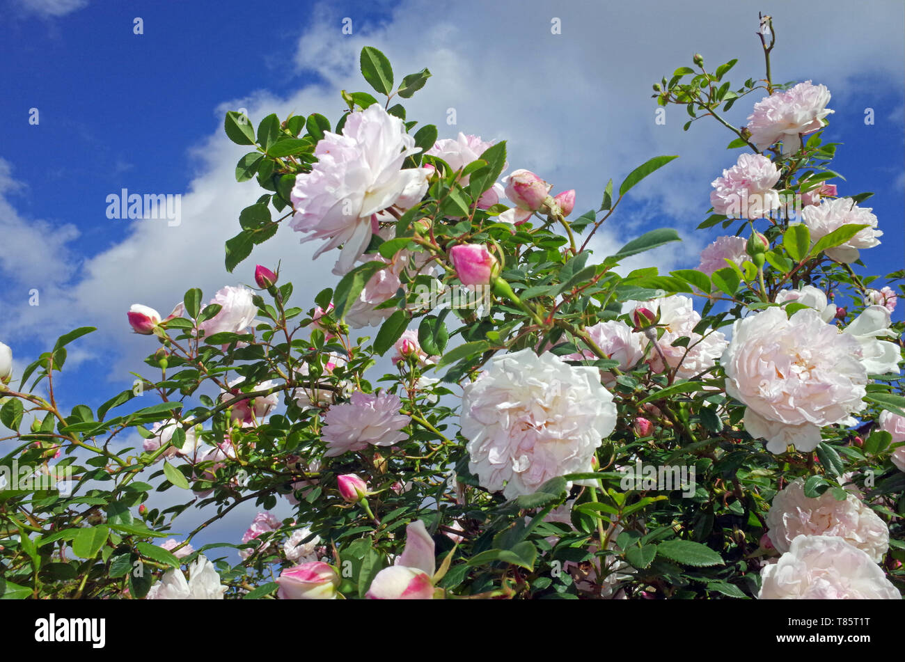 Rose's flowering in spring Stock Photo - Alamy