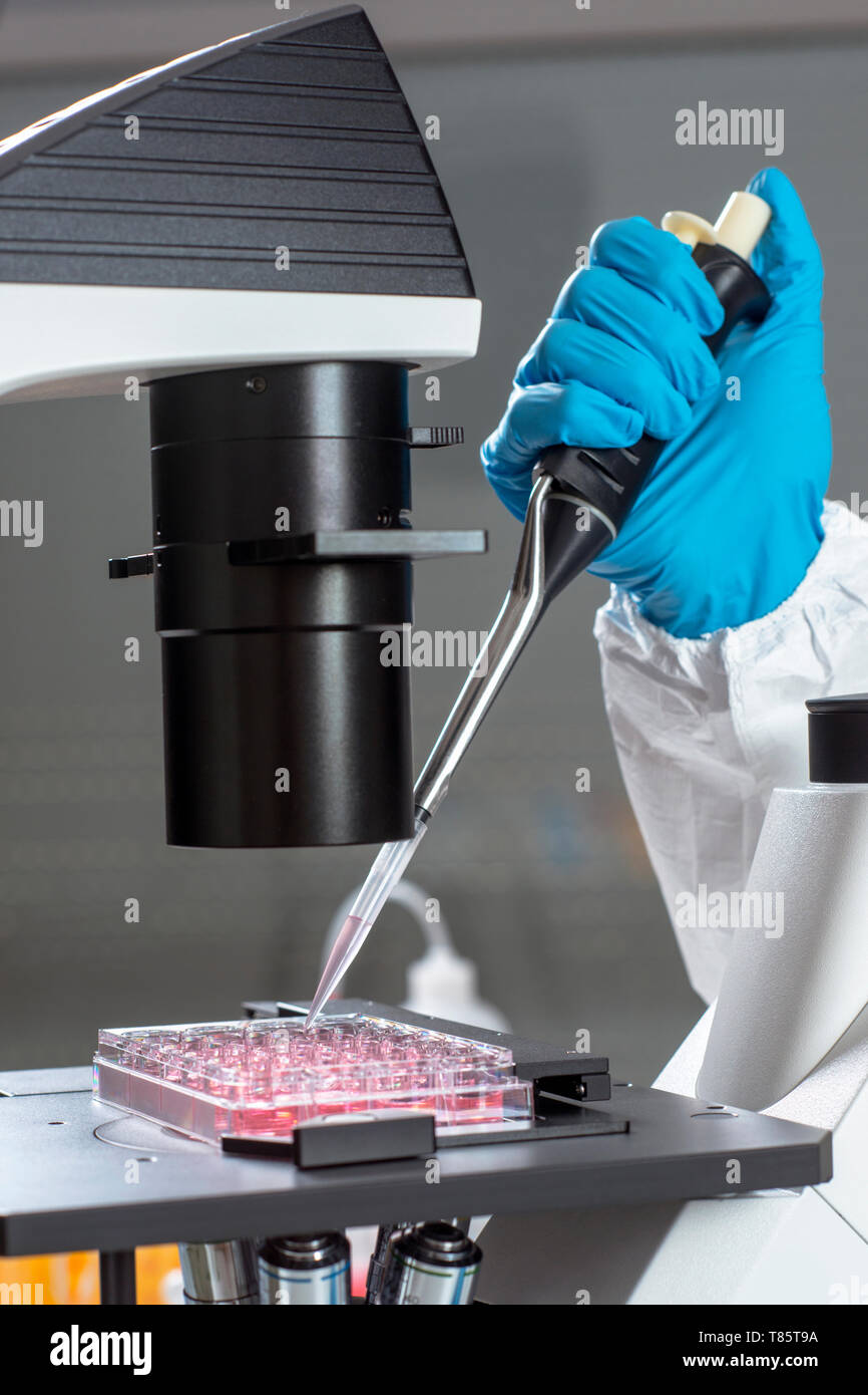 Scientist hands pipetting liquid test hi-res stock photography and ...
