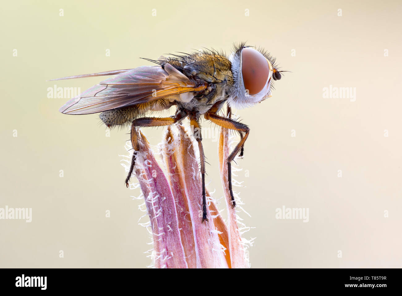 Tachinid fly ectophasia crassipennis hi-res stock photography and ...