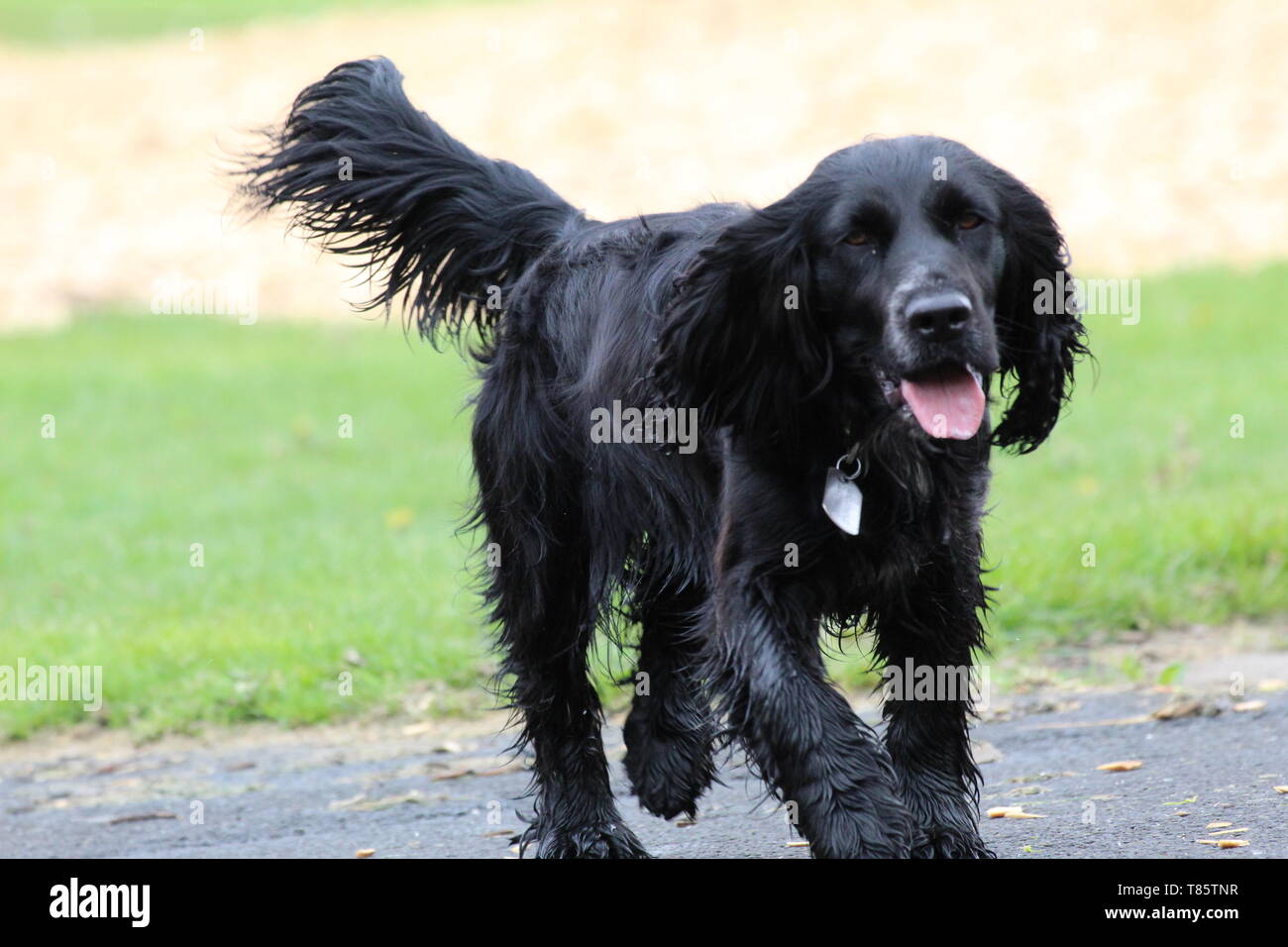 Black Spaniel Walking Stock Photo - Alamy