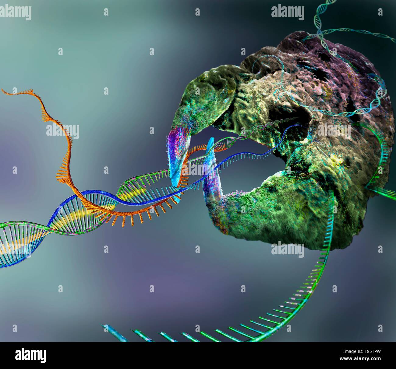 Crispr cas9 gene editing complex hi-res stock photography and images ...