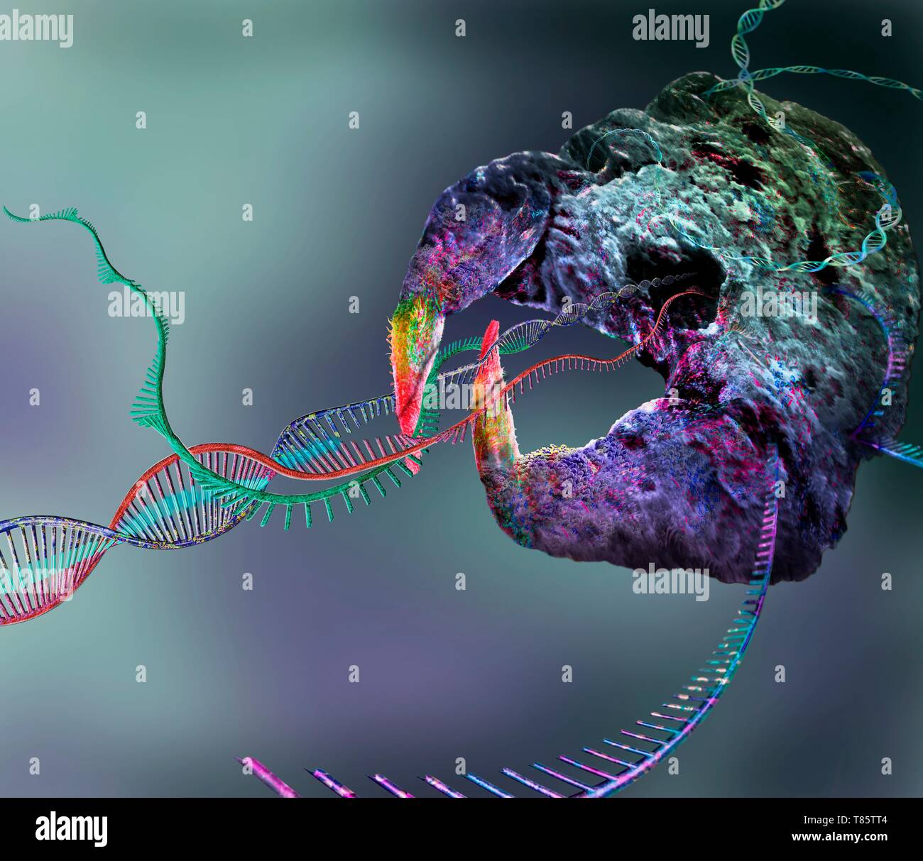Crispr cas9 illustration hi-res stock photography and images - Alamy
