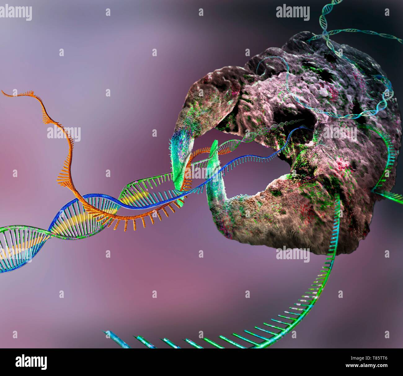 CRISPR-Cas9 gene editing complex, conceptual illustration Stock Photo ...