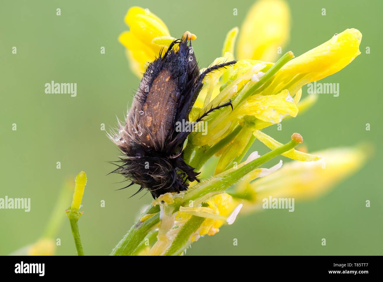 Bumble bee scarab beetle Stock Photo - Alamy