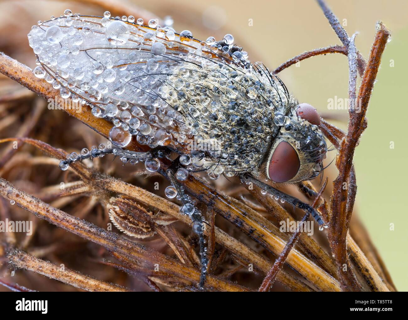 Cluster one hi-res stock photography and images - Alamy