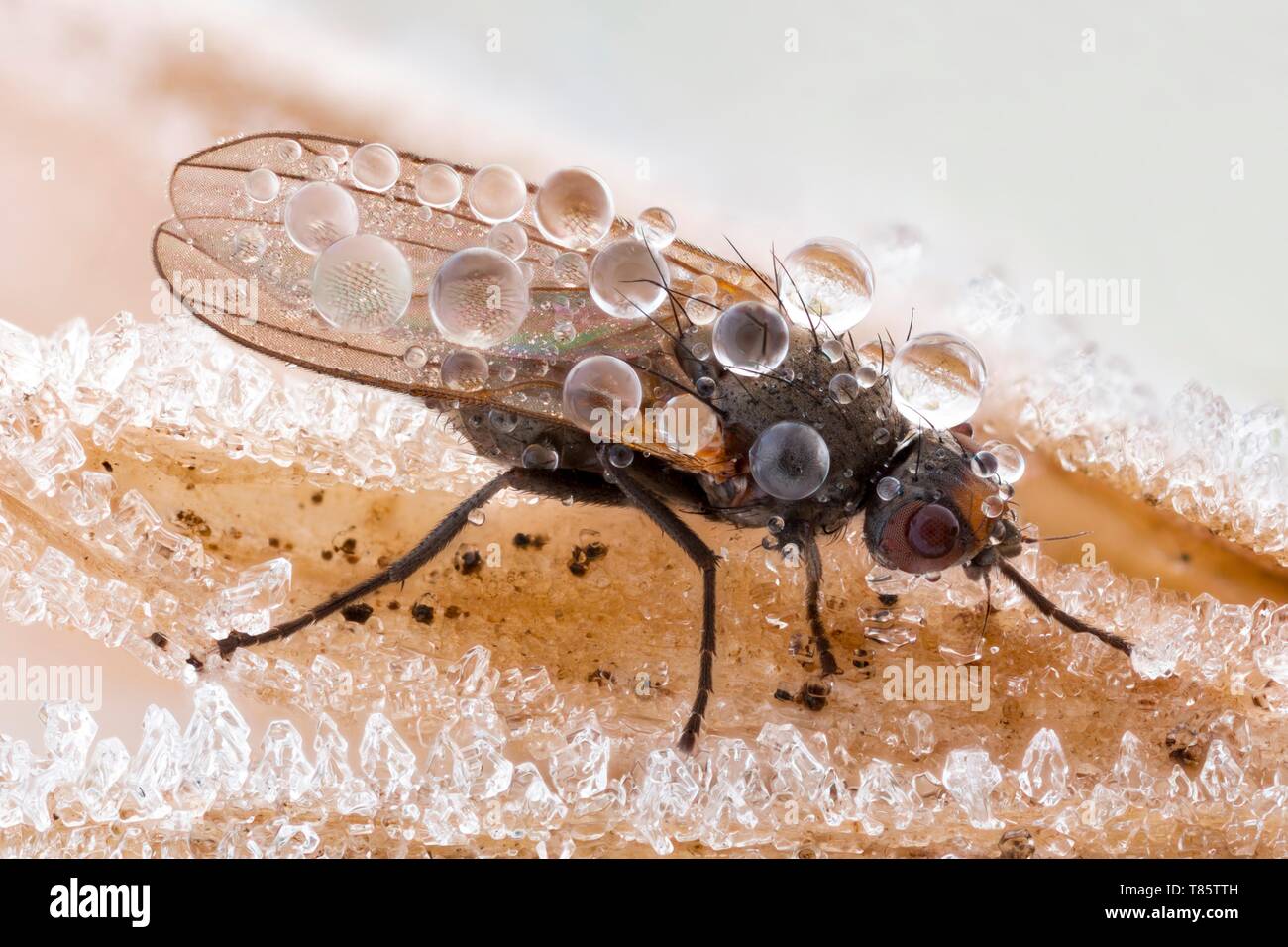Insect ice crystals hi-res stock photography and images - Alamy